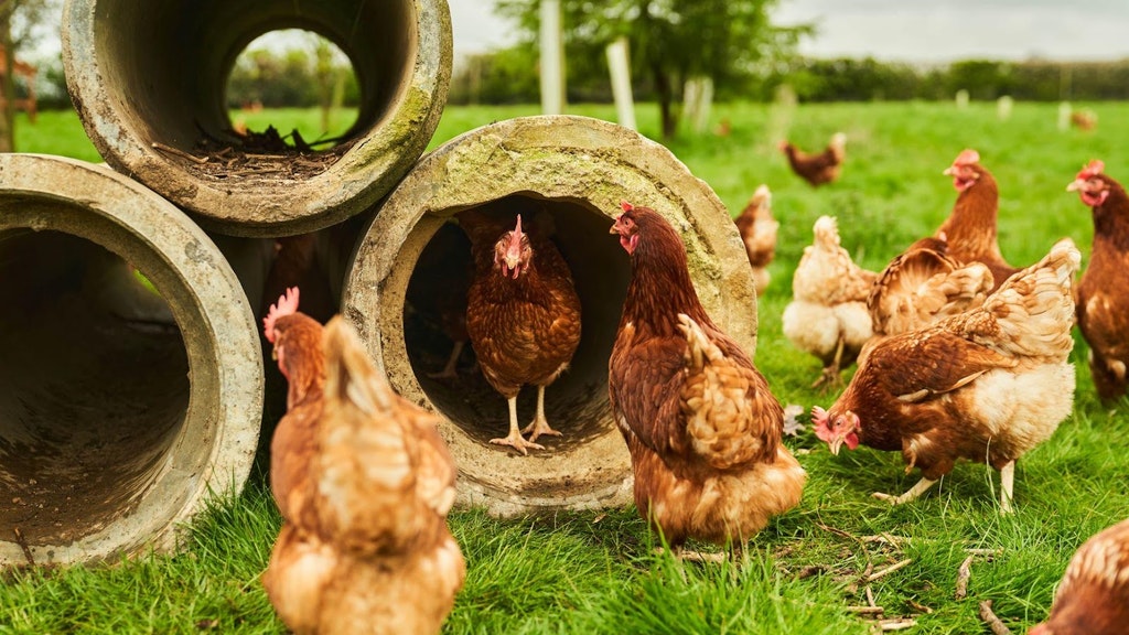 Noble Foods optimise operations and get closer to net zero with network ...